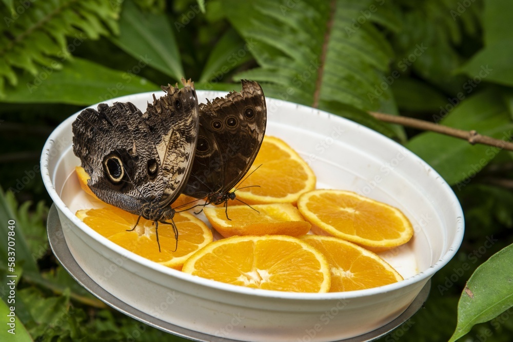 Mariposas posadas comiendo en unas rodajas de naranja Stock Photo ...