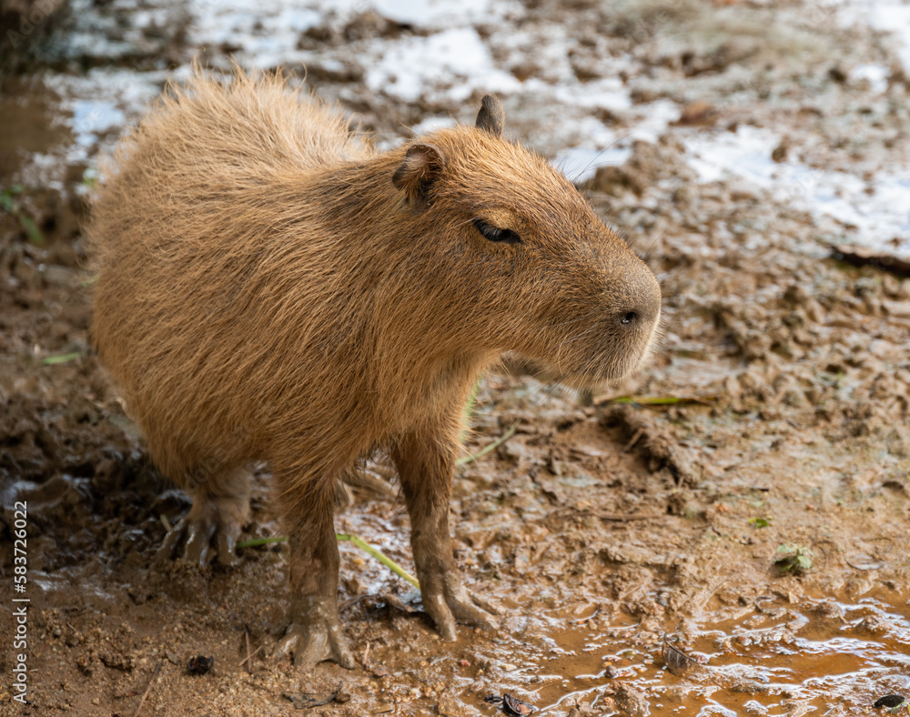 Foto de Portrait of cute Capybara. Capybara is a giant cavy rodent and ...