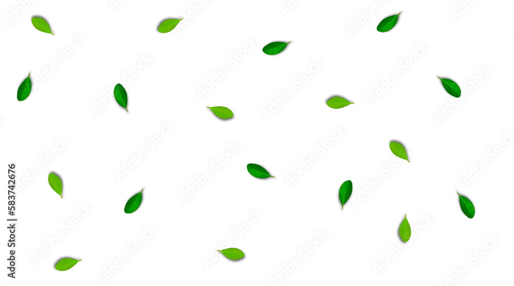 Spring season background. Spring leaves with fresh mint falling on ...