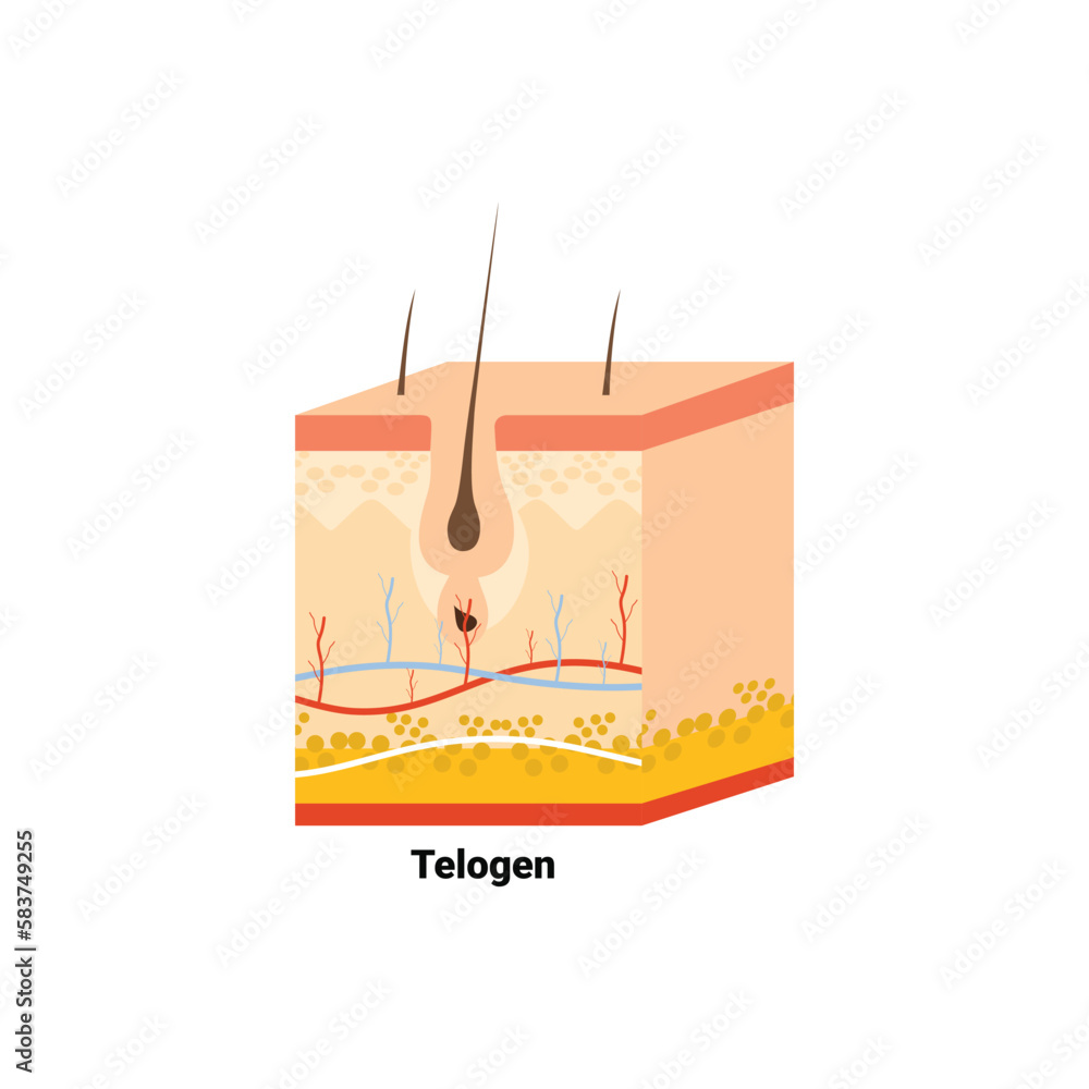 Hair Follicle In Anagen Phase Shown In Skin Cross Section Hair Growth