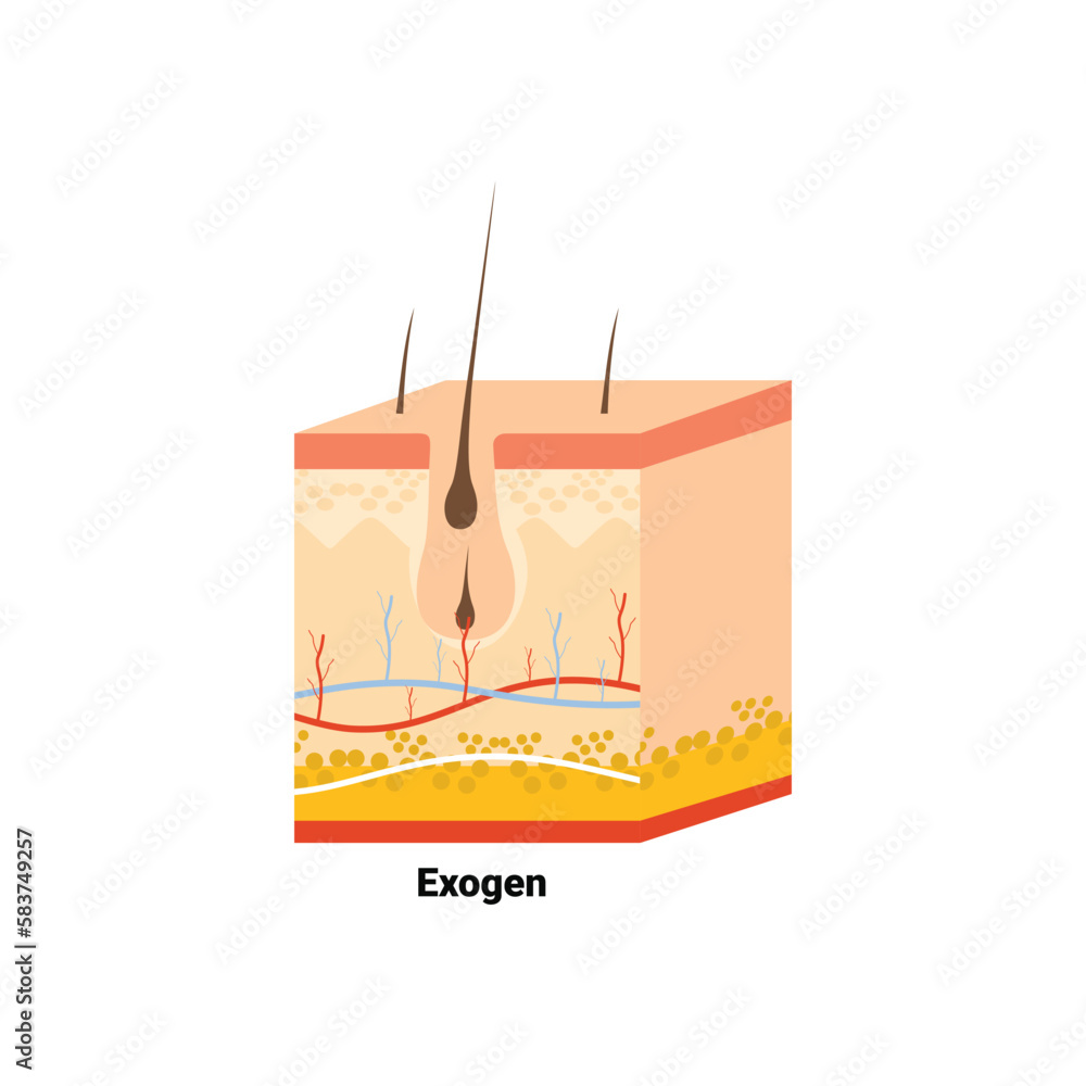 Hair Follicle In Anagen Phase Shown In Skin Cross Section Hair Growth
