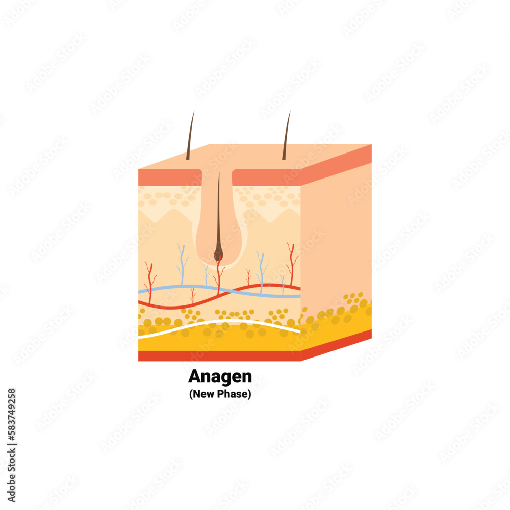 Hair follicle in anagen phase shown in skin cross-section. Hair growth ...