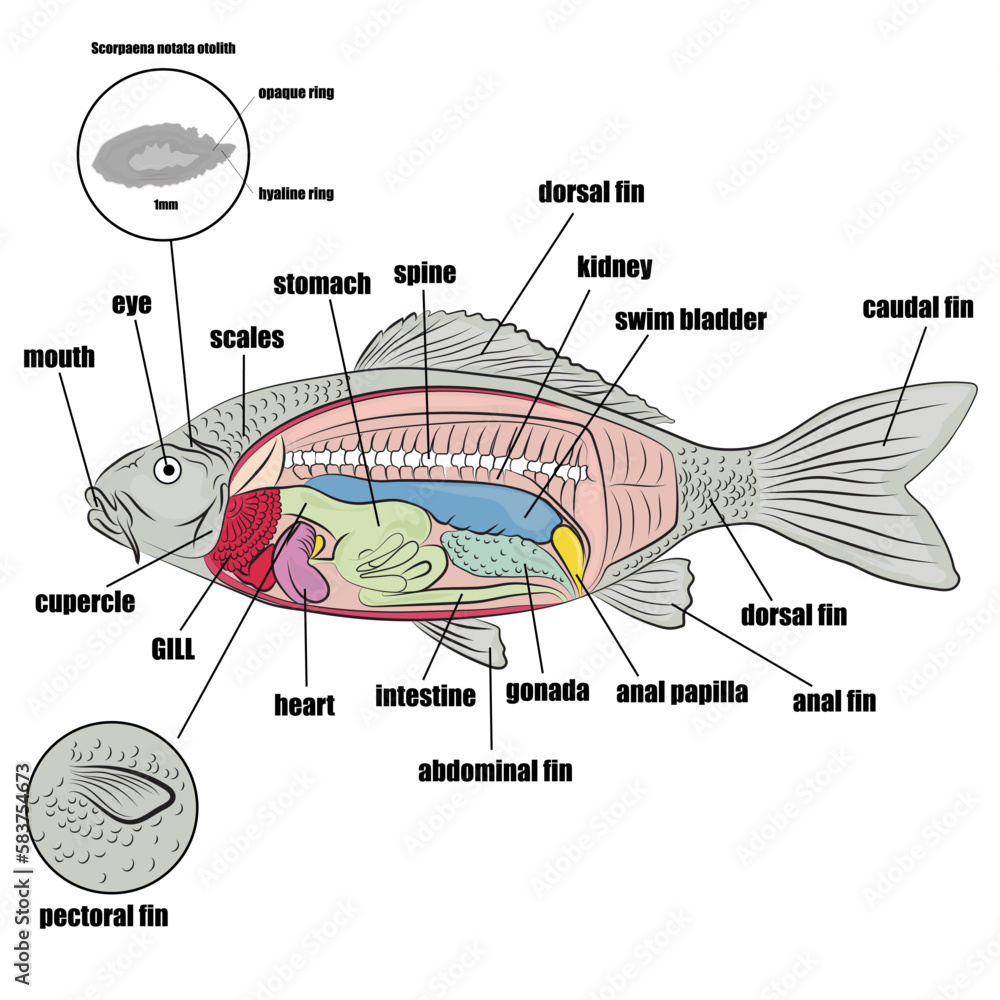 Internal and external parts of the fish, otolith sample and ...