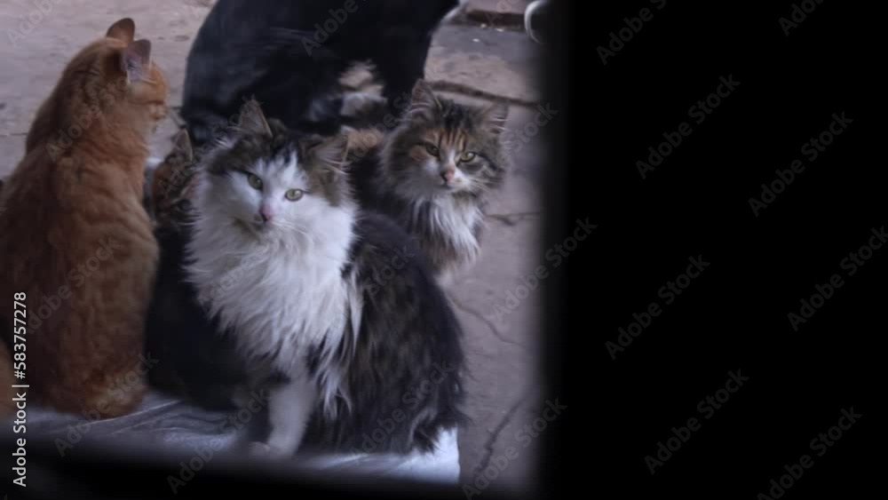 Vidéo Stock Family of poor homeless cats with kittens is basking in a ...