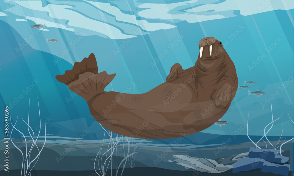 Walrus swims in sea water. Wildlife of the Arctic. Realistic vector ...