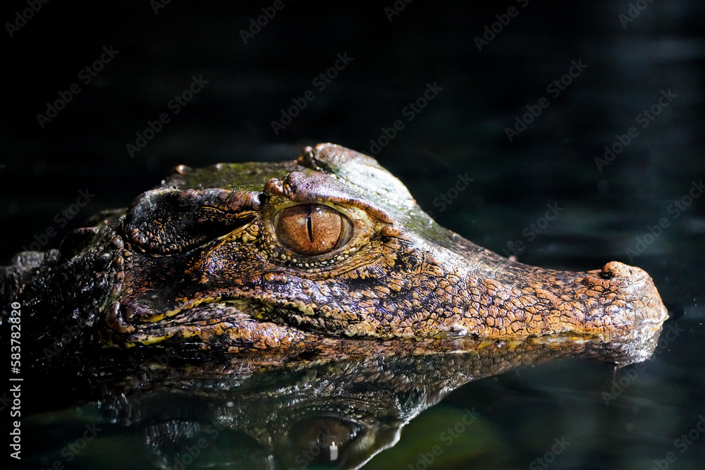 Brow smooth-fronted caiman in the water. Alligator close-up ...
