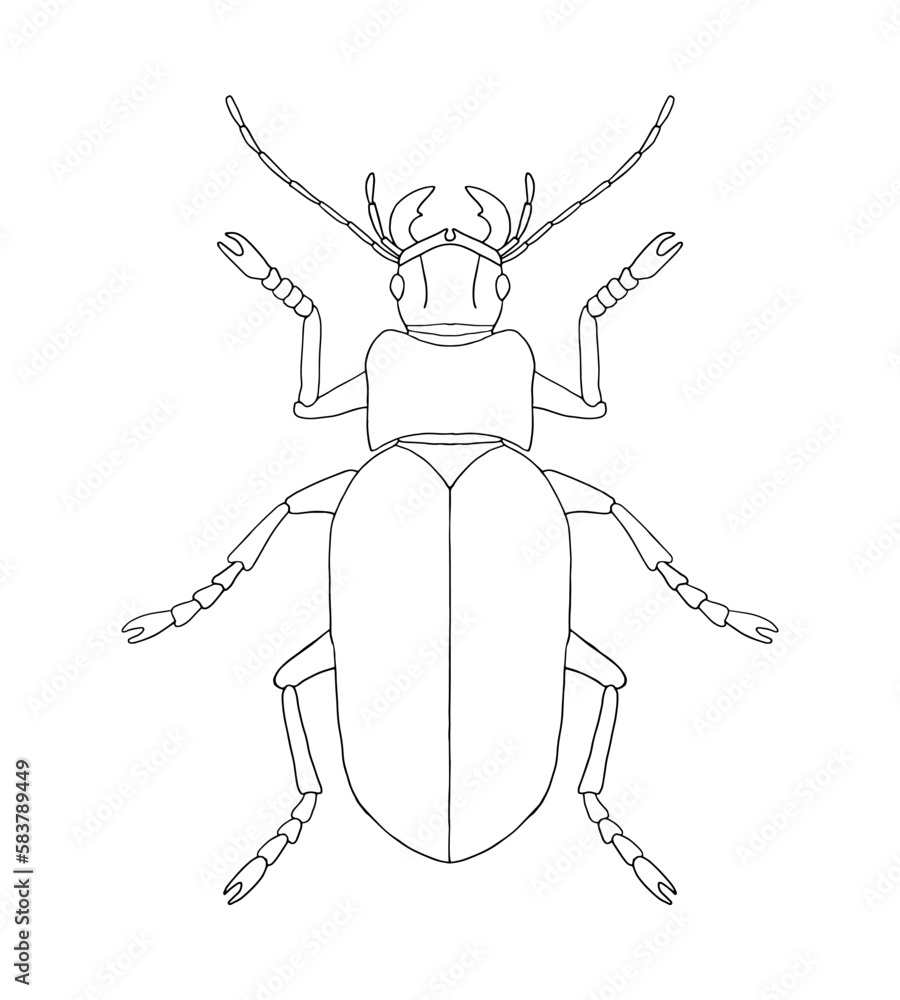 Beetle bug, outline line drawing with black line, hand-drawn vector ...