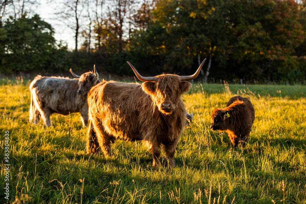 Kuh Kühe Rind Rinder Hochlandrind Hochlandrinder Highlandcattle ...