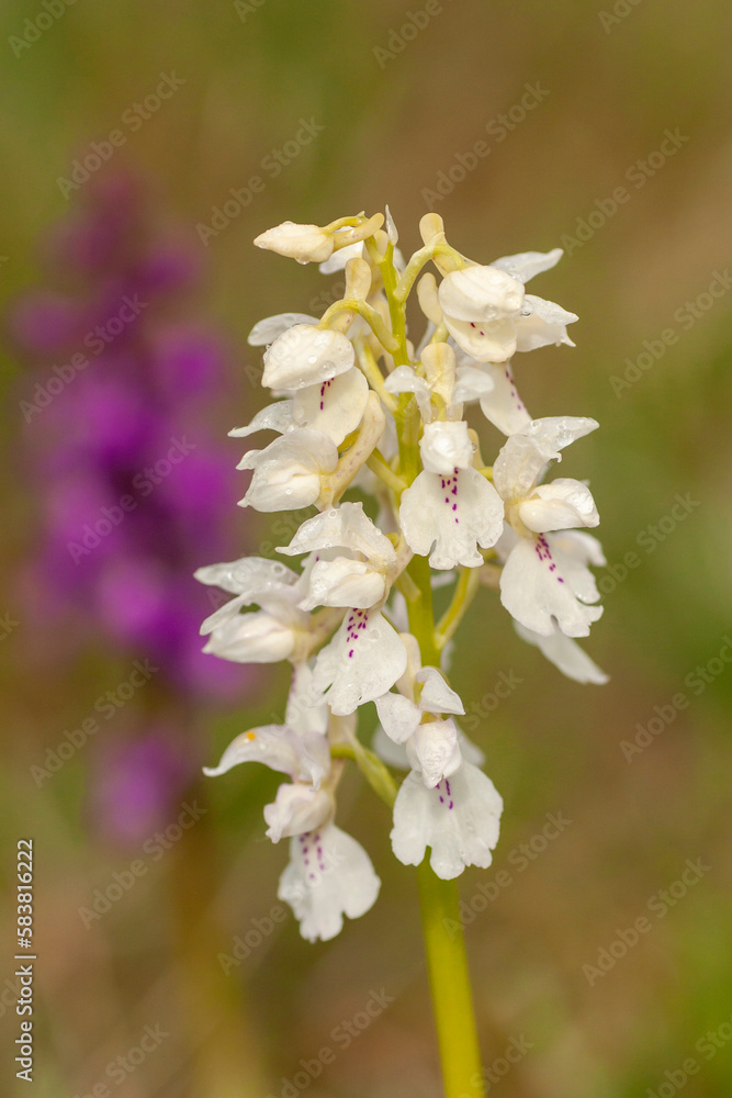 White form of Orchis mascula, the early-purple orchid also known as the ...