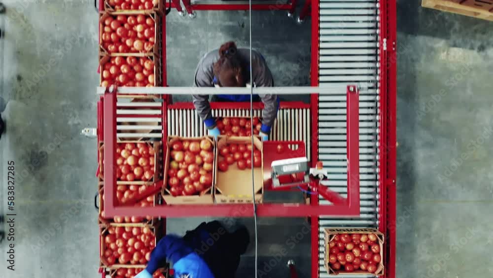 Female agriculturists are moving tomato boxes along the conveyor ...