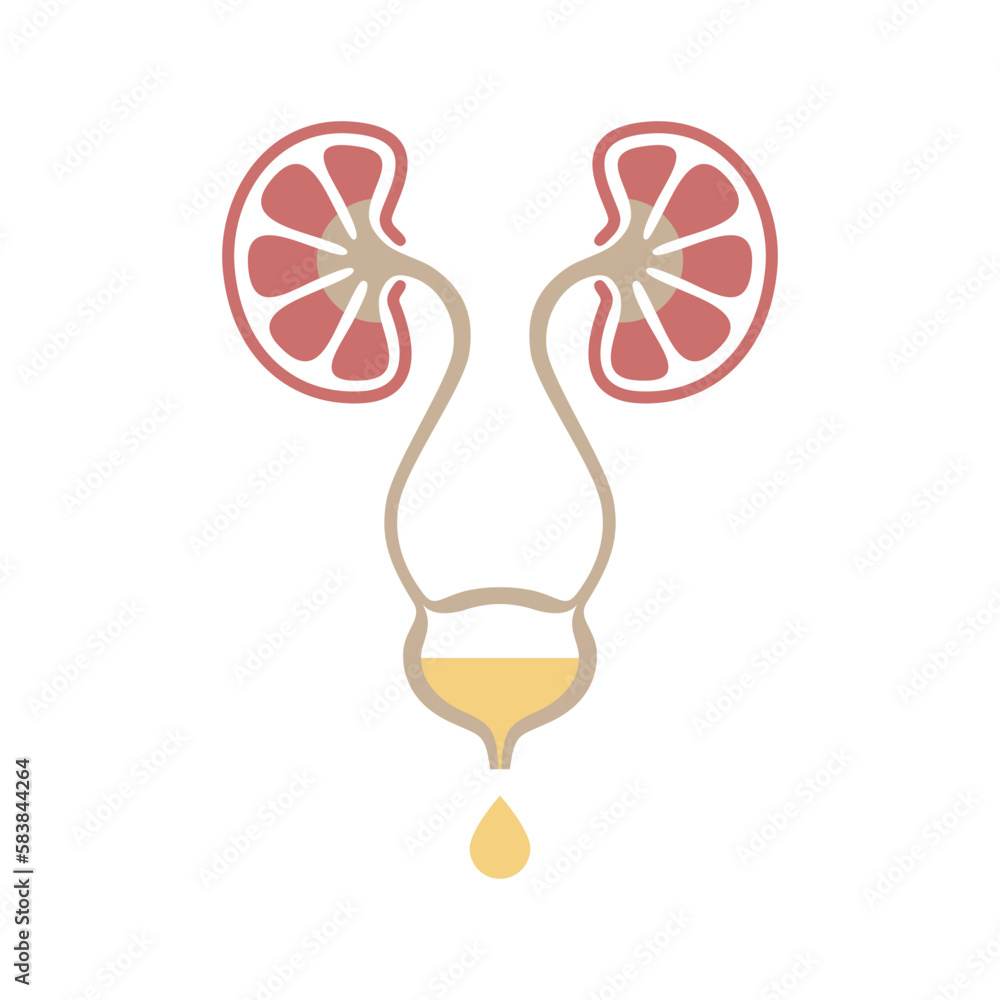 Urinary system graphic icon. Human organs: kidneys, ureters and bladder ...