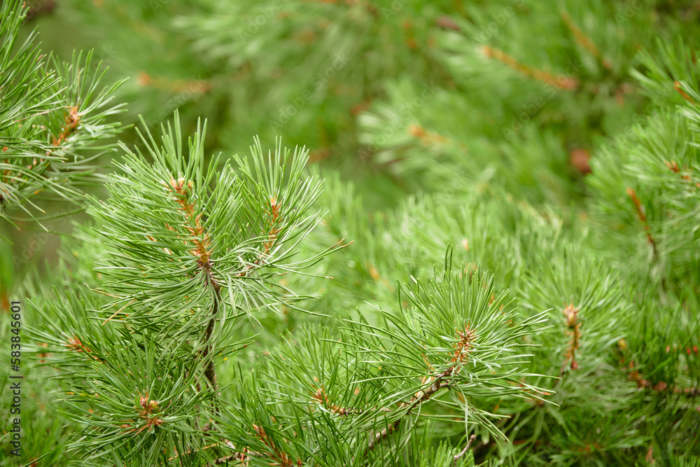 Common pine (Latin Pinus sylvestris) is a plant, a widespread species ...