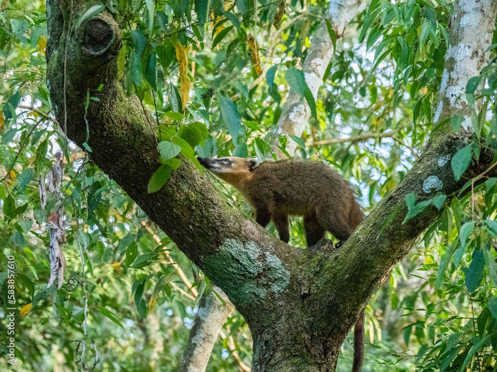 Foto de Adult South American coati (Nasua nasua), climbing in a tree at ...