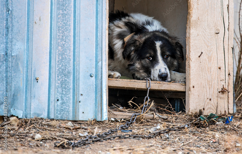 Foto de A dog on a chain guards the territory. The dog lives in ...
