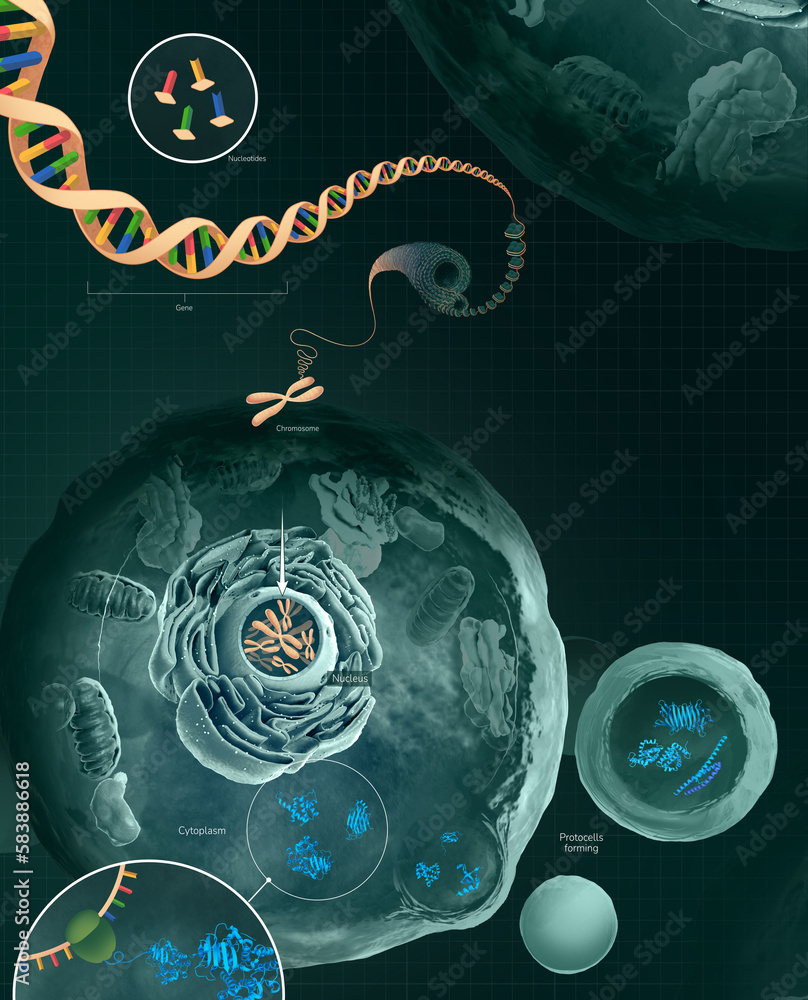 The role of DNA in the cell, illustration Stock Illustration | Adobe Stock