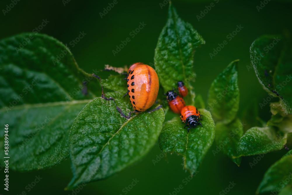 Group of potato beetle eats green potato leaf closeup. Instar stage of ...