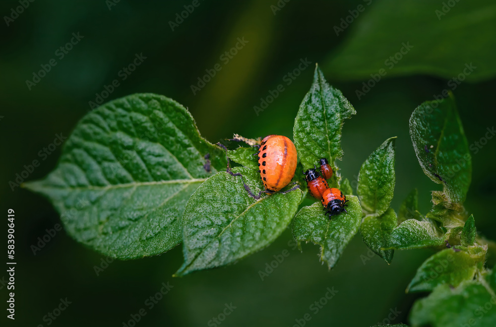 Group Of Potato Beetle Eats Green Potato Leaf Close Up Instar Stage Of Larva Before Pupation