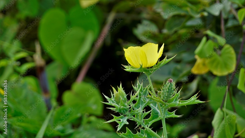 Beautiful closeup view of Argemone Mexicana flower, Bermuda thistle ...