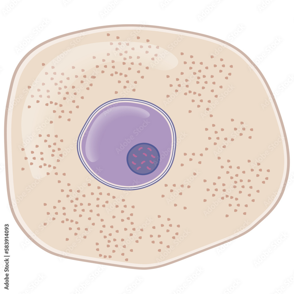 The Structure of Cells in the Microscope - Medical Vector Illustration ...