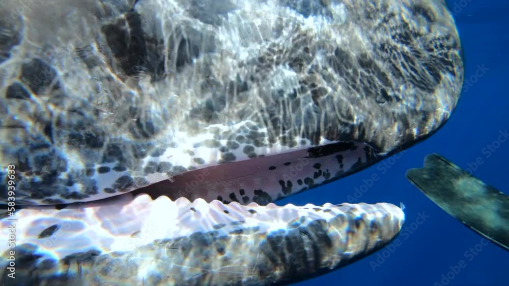Close-up of head of sperm whale with its mouth open and teeth near foot ...