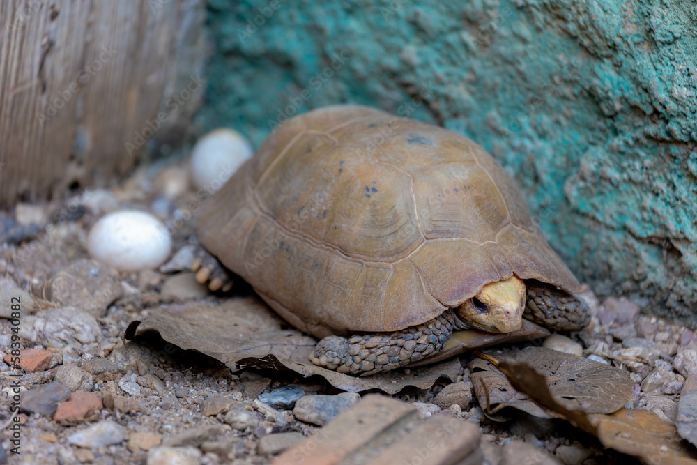One land turtles with one egg between rock, Tortoise are reptiles of ...