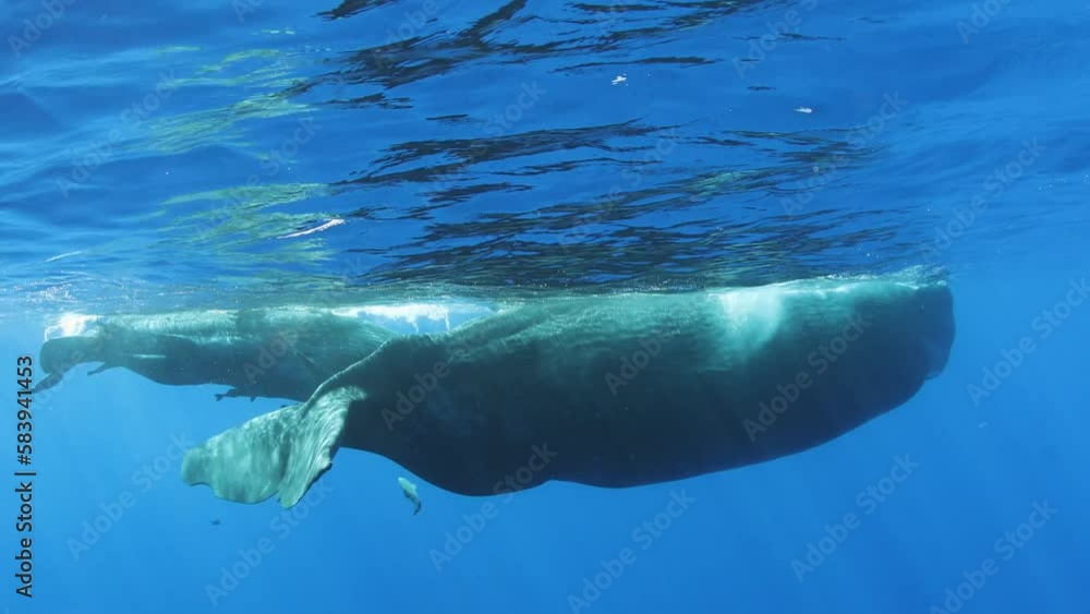 Female sperm whale feeds baby with milk underwater in ocean. Unique and ...
