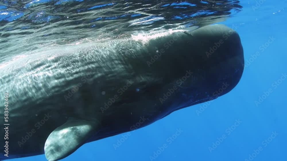 Female sperm whale underwater in ocean in macro mode. Female sperm ...