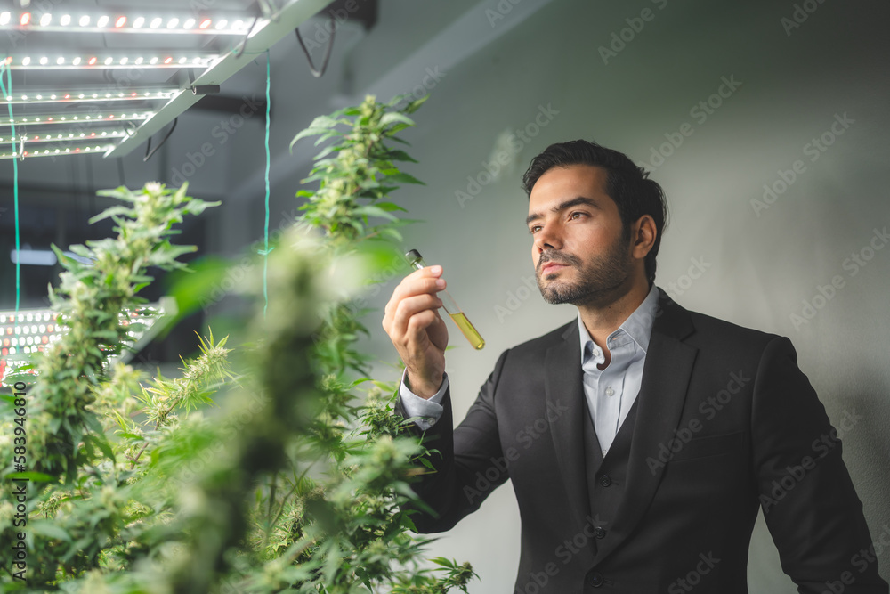 business owner person of cannabis cultivation farming checking a ...