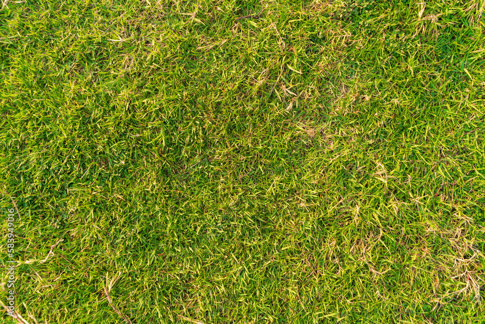Green and yellow grass texture Brown patch is caused by the destruction ...