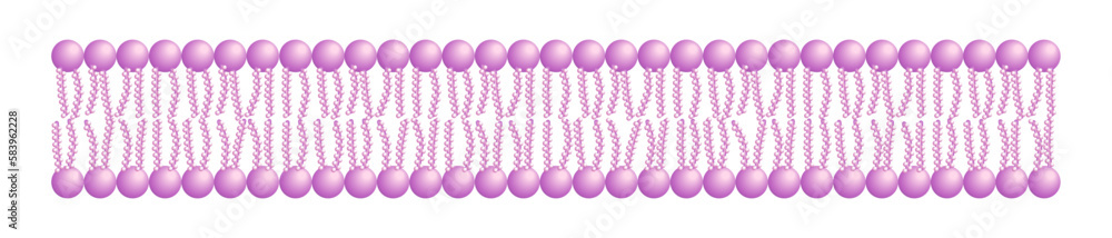Phospholipid Bilayer Structure - Single Layer - Medical Vector ...