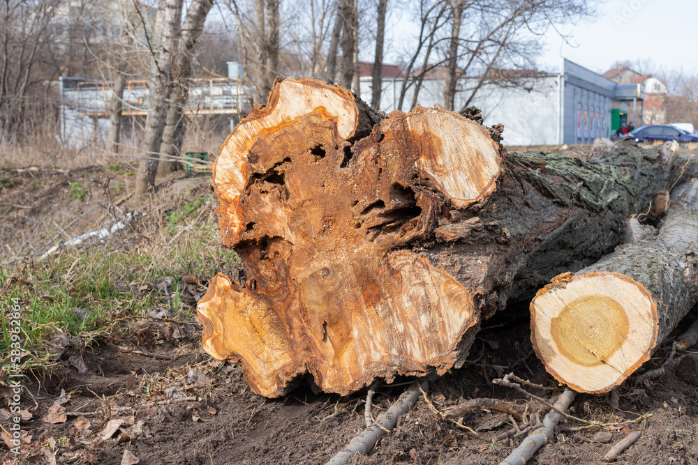 Cross section of old damaged tree trunk in close up; Wood texture ...
