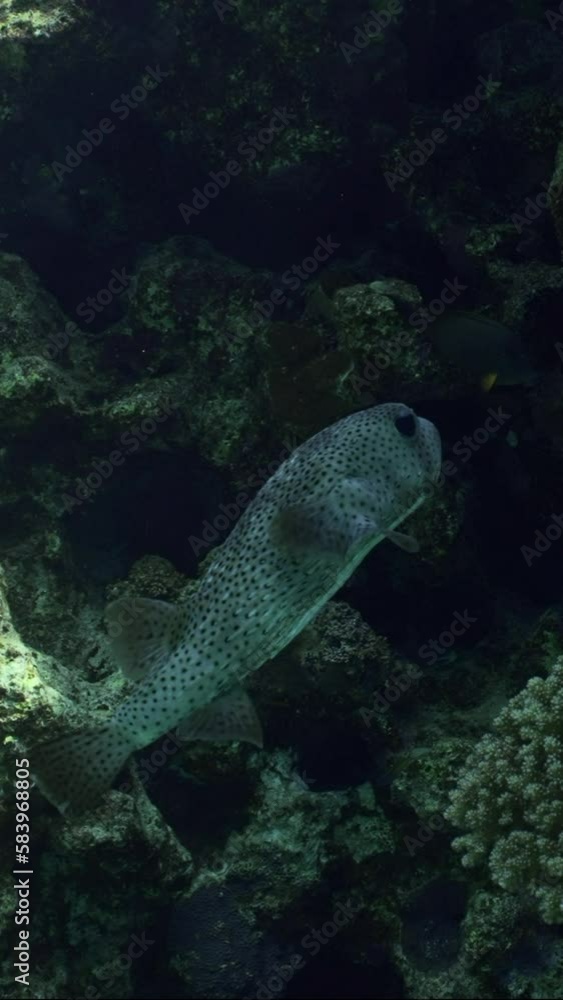 Vidéo Stock Slow motion, Hedgehog fish swims in shadow of coral reef ...