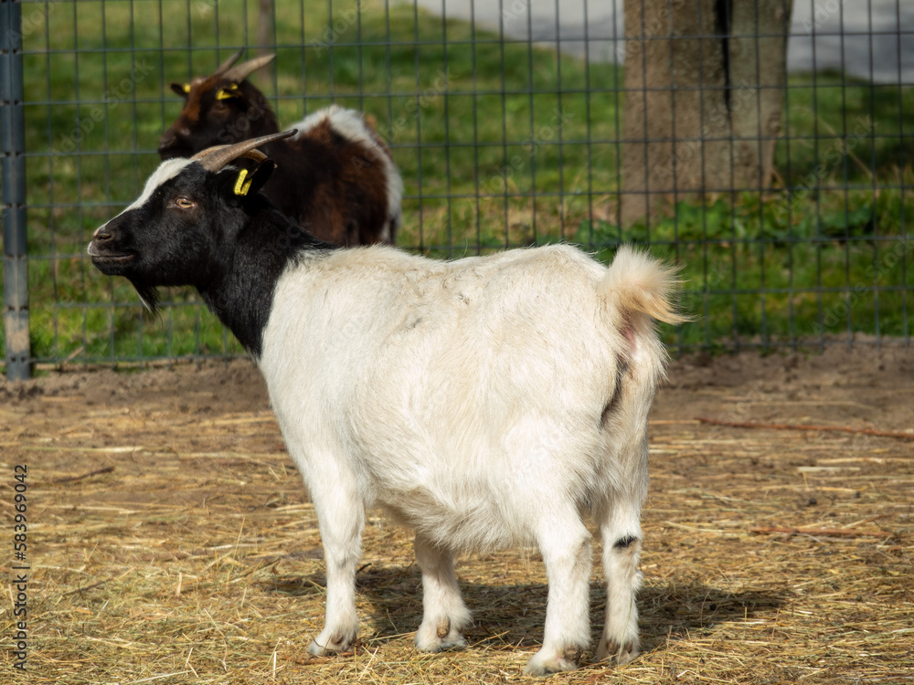 cabrita con el cuerpo blanco y la cabeza negra en un corral Stock Photo ...