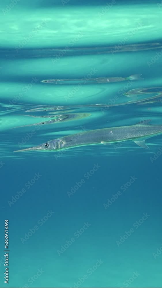 Vertical video, Sea pike swims under surface on bright sunny day, Slow ...