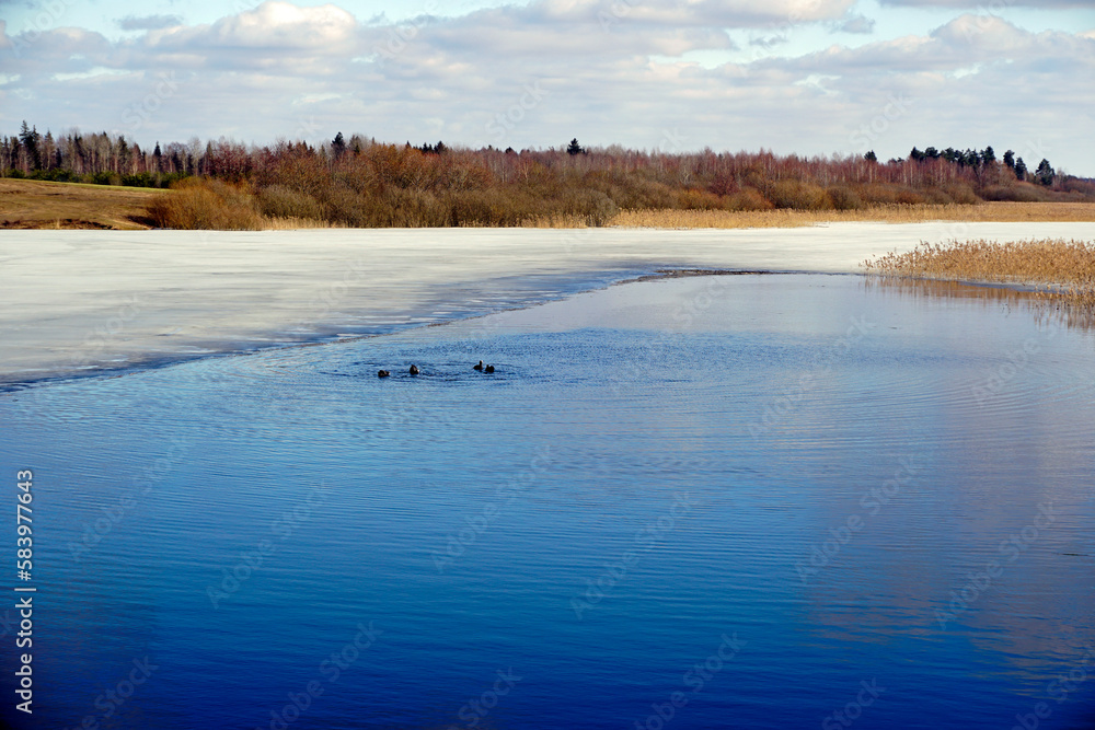Beautiful spring day on the lake. The last ice and coot ducks at mating ...