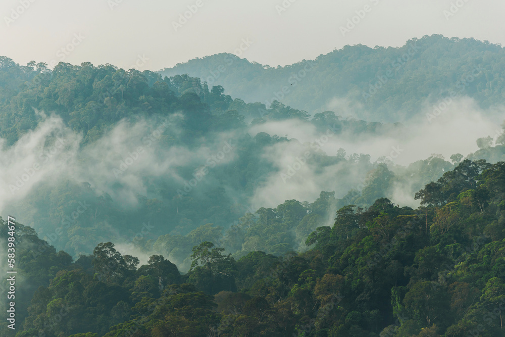Borneo lowland rainforest in Ulu Temburong national park, Brunei ...