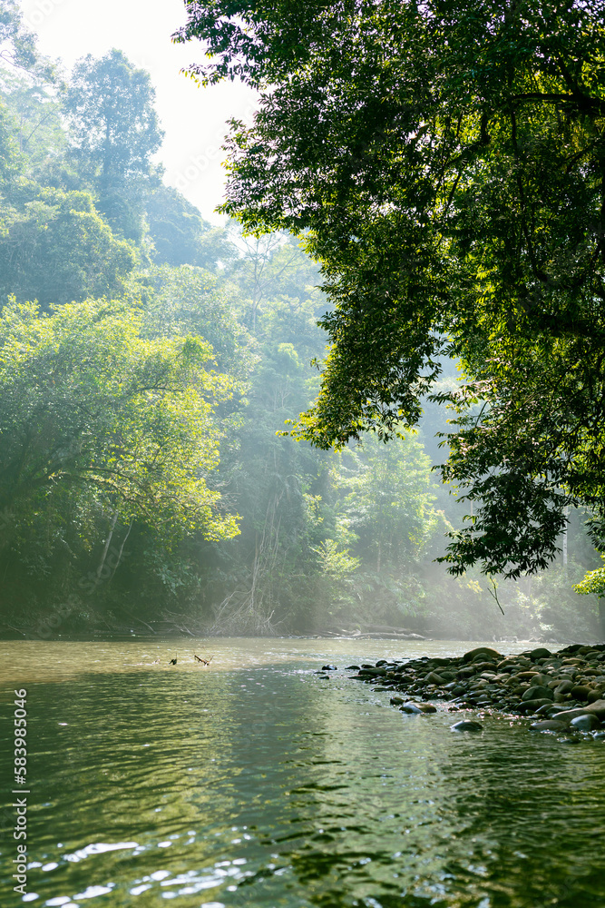 Borneo lowland rainforest in Ulu Temburong National Park, Brunei ...