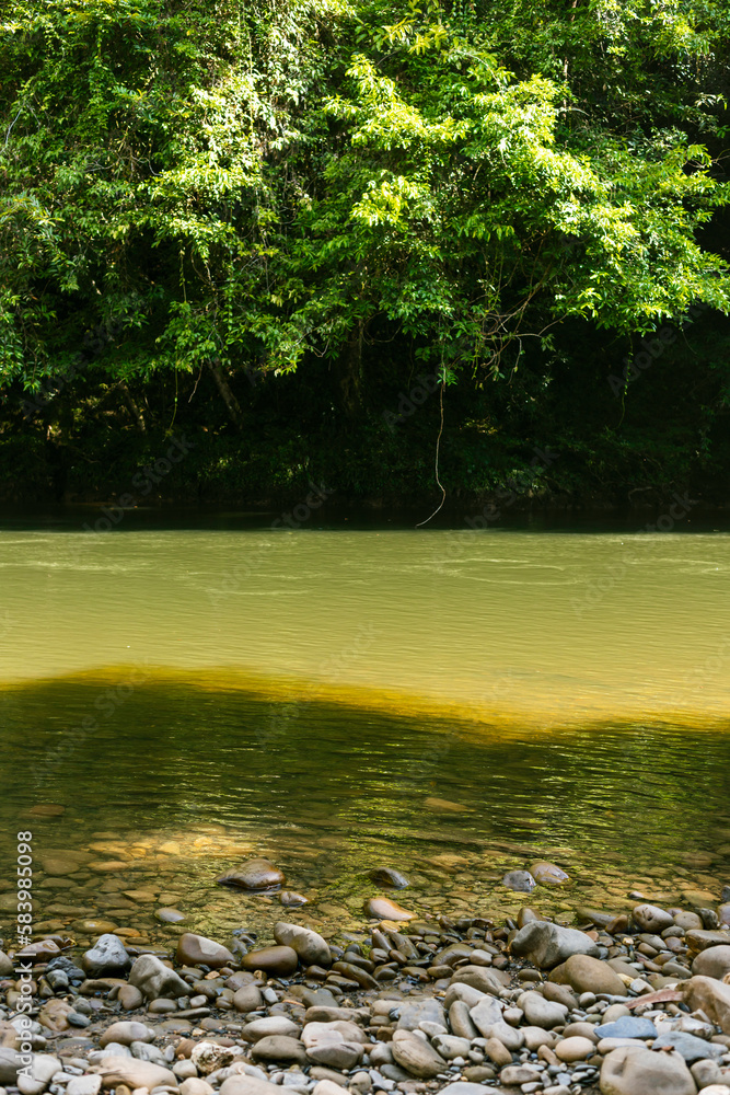 Borneo lowland rainforest in Ulu Temburong National Park, Brunei ...
