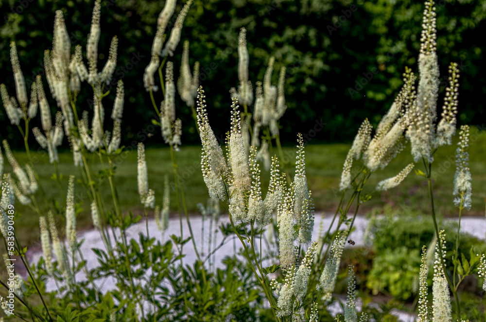 Black snakeroot (Actaea racemosa) known as the black cohosh, black ...