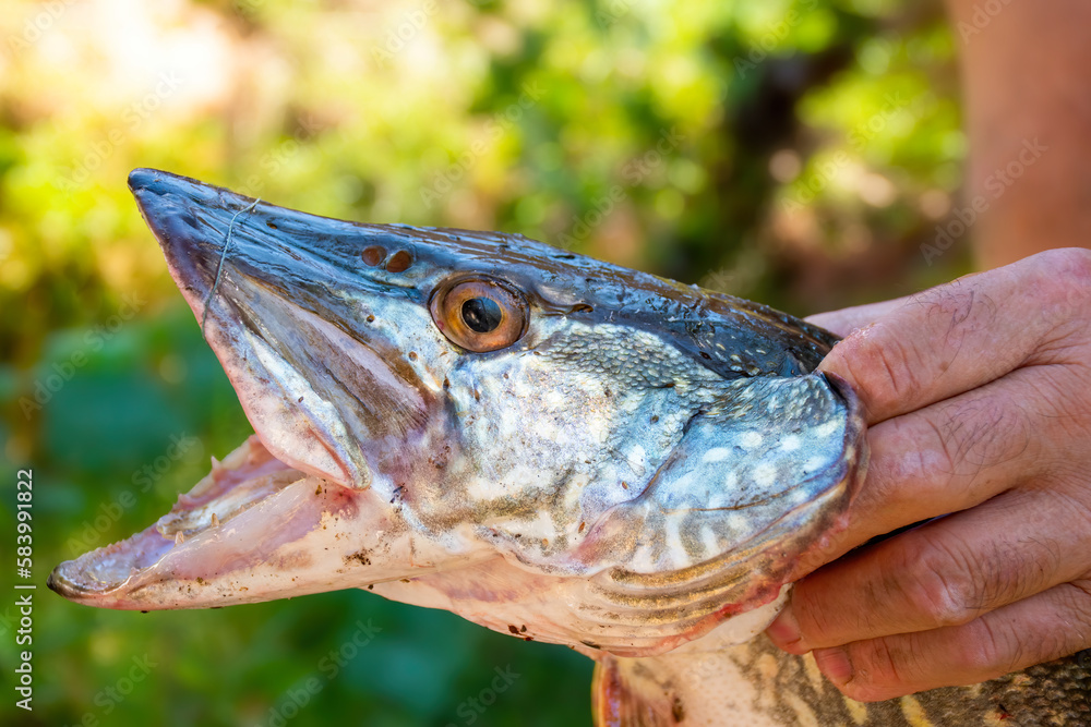Pike with open mouth in the hands of a fisherman. Predatory fish with ...