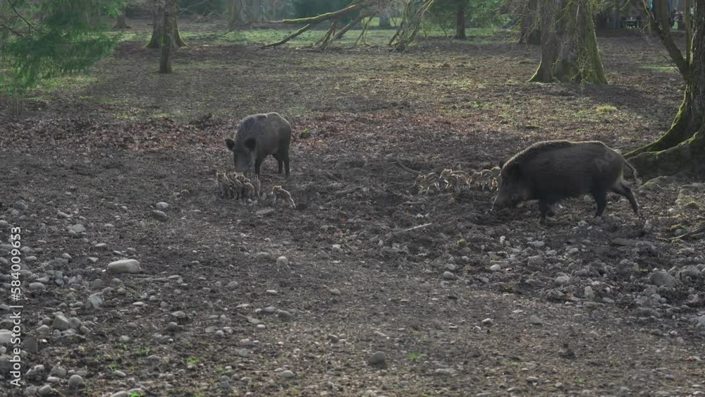 Vidéo Stock Female wild boar with her brood of children in wild. Mother ...