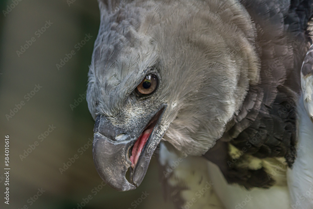 Stockfoto Close-up profile portrait of a harpy eagle. The American ...