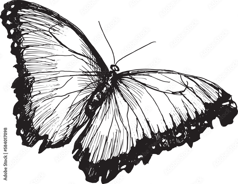 Hand sketch of a butterfly. Vector illustration. Stock Vector | Adobe Stock