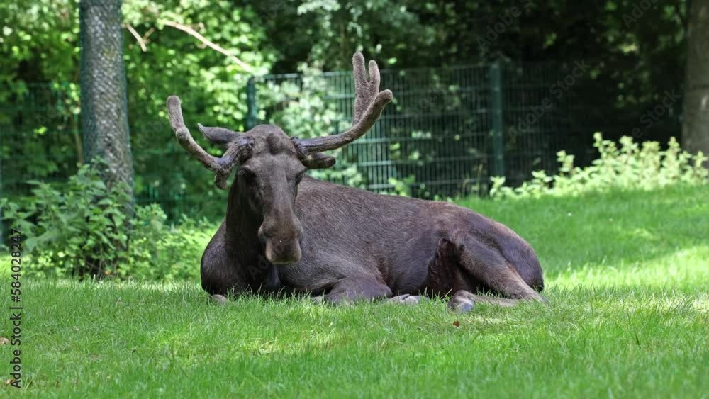 The moose or elk, Alces alces is the largest extant species in the deer ...