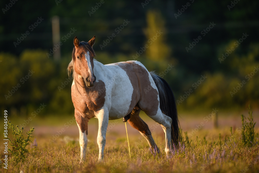 horse urinates in the green pastures in the stables Stock Photo | Adobe ...