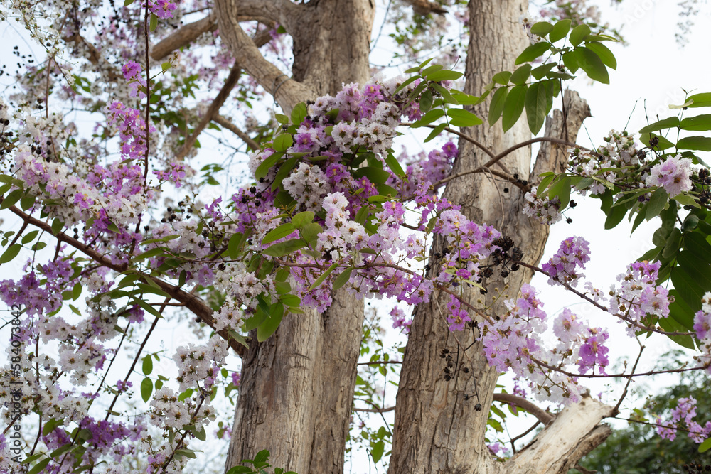 Thai bungor tree (Lagerstroemia loudonii Teijsm and Binn) Stock Photo ...