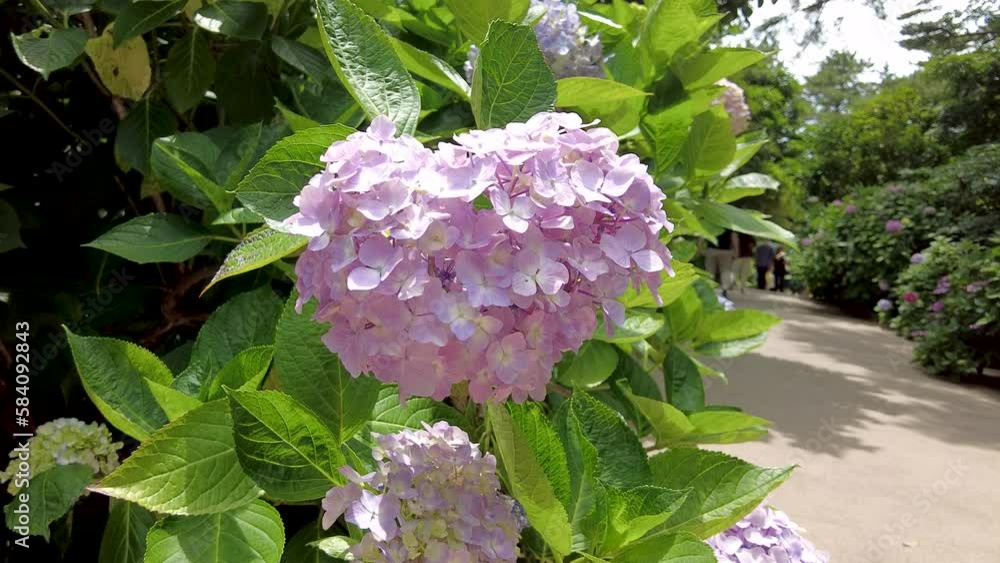 hydrangea suguk flower blooming in taejongsa buddhist temple ...