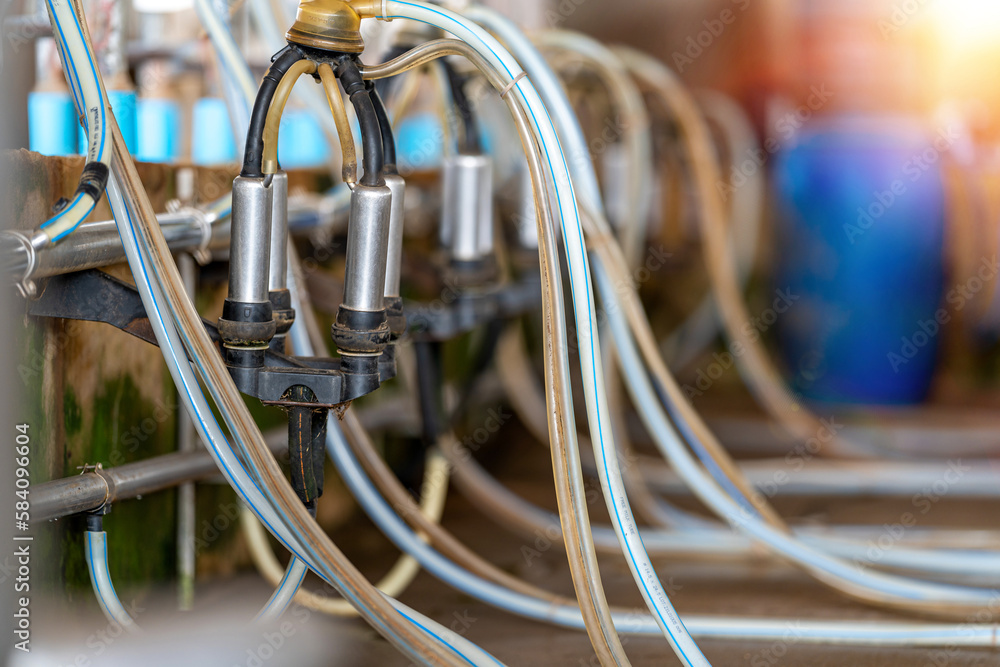 Modern equipment for milking cows on a new farm, the process of milking ...