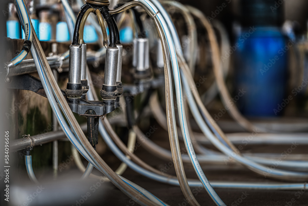 Modern equipment for milking cows on a new farm, the process of milking ...