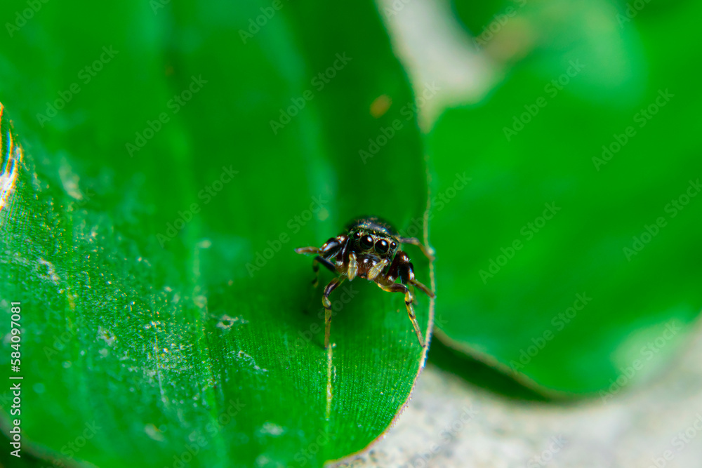 Jumping spiders are a group of spiders that are known for their ability ...